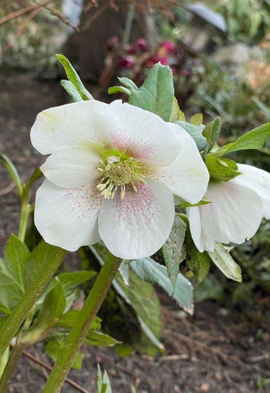 Types of Hellebores:16 Striking Varieties Bringing Color to Cold Days