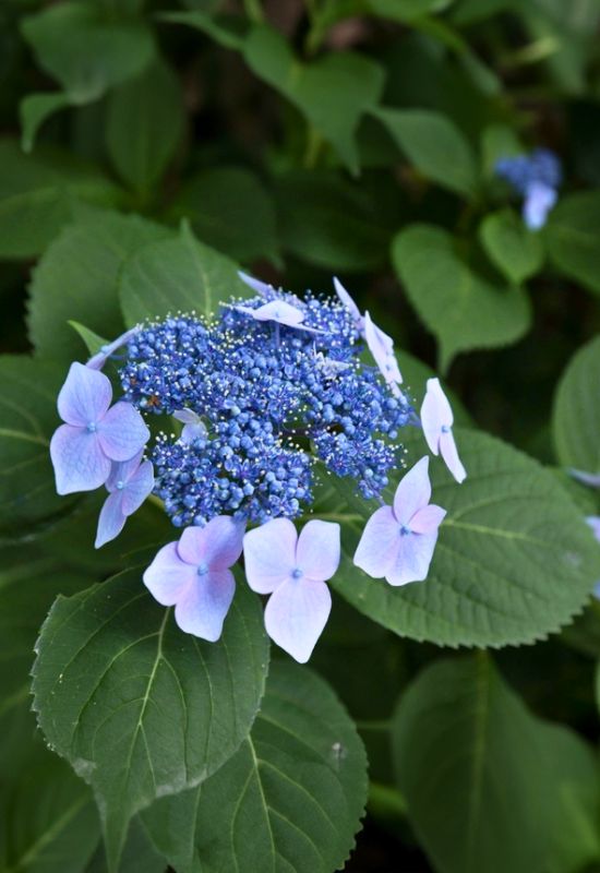 15 Stunning Blue Hydrangea Varieties and How to Maintain the Original Hue