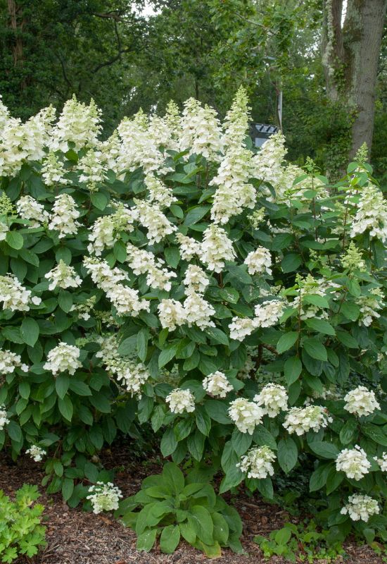 12 White Flowered Hydrangea Varieties for a Garden of Tranquility