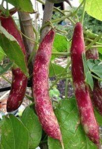 14 Incredible Bush Beans Varieties for the Home and Market Garden