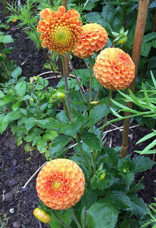 14 Orange Dahlia Varieties to Ignite Your Floral Passion