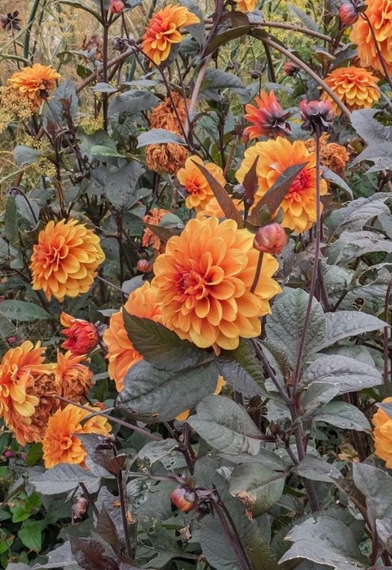 14 Orange Dahlia Varieties to Ignite Your Floral Passion