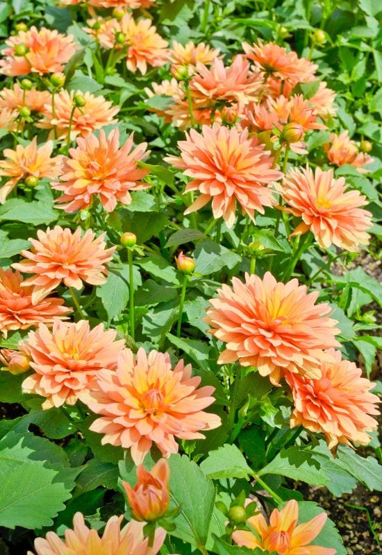 14 Orange Dahlia Varieties to Ignite Your Floral Passion