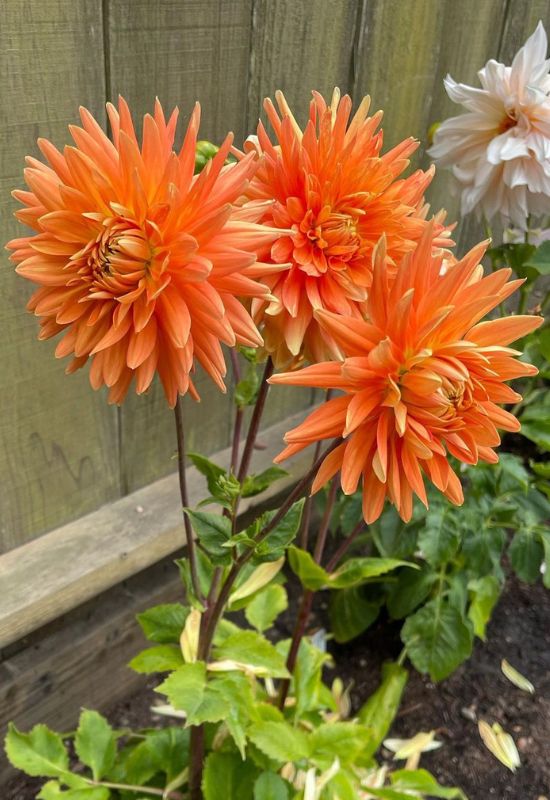 14 Orange Dahlia Varieties to Ignite Your Floral Passion
