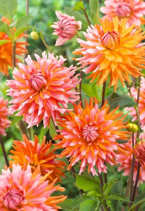 14 Orange Dahlia Varieties to Ignite Your Floral Passion