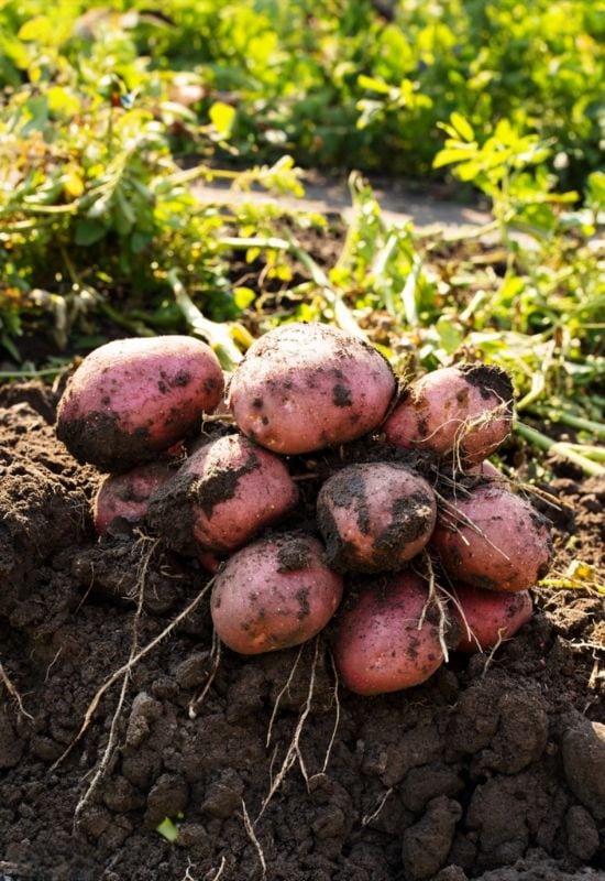 Growing Red Potatoes: 16 Hand-Picked Varieties to Plant in Your Garden
