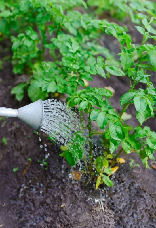 Growing Red Potatoes: 16 Hand-Picked Varieties to Plant in Your Garden