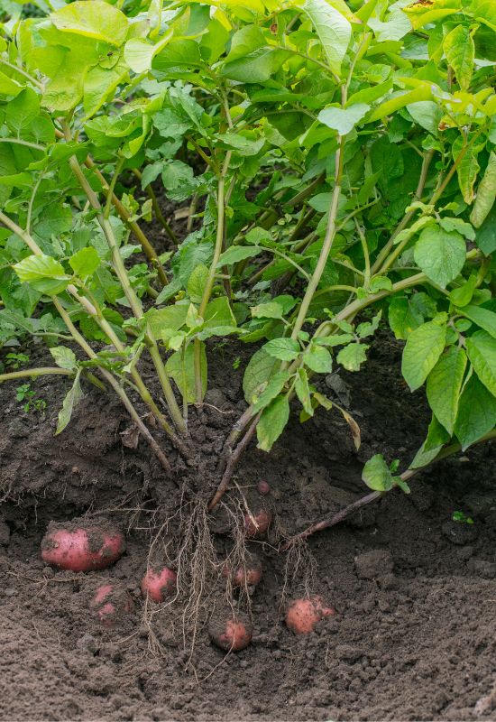 Growing Red Potatoes: 16 Hand-Picked Varieties to Plant in Your Garden