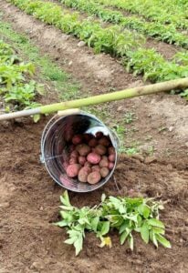 Growing Red Potatoes: 16 Hand-Picked Varieties to Plant in Your Garden