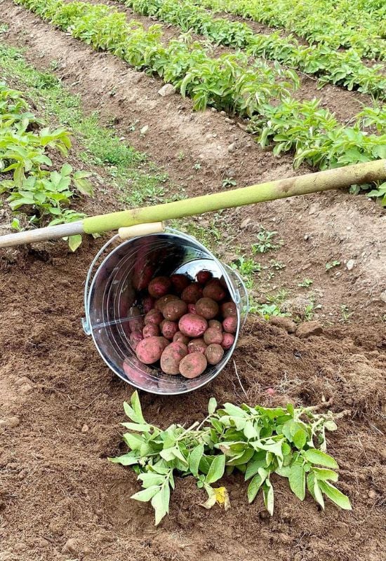 Growing Red Potatoes: 16 Hand-Picked Varieties to Plant in Your Garden