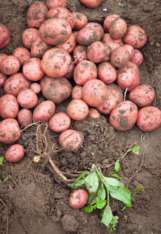 Growing Red Potatoes: 16 Hand-Picked Varieties to Plant in Your Garden