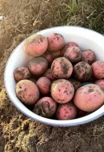 Growing Red Potatoes: 16 Hand-Picked Varieties to Plant in Your Garden
