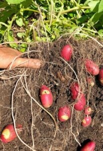 Growing Red Potatoes: 16 Hand-Picked Varieties to Plant in Your Garden