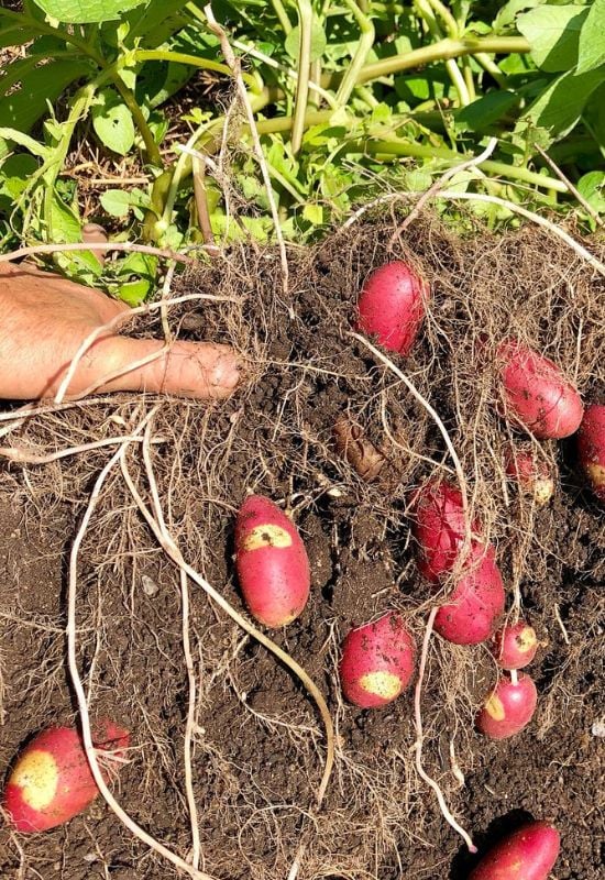 Growing Red Potatoes: 16 Hand-Picked Varieties to Plant in Your Garden