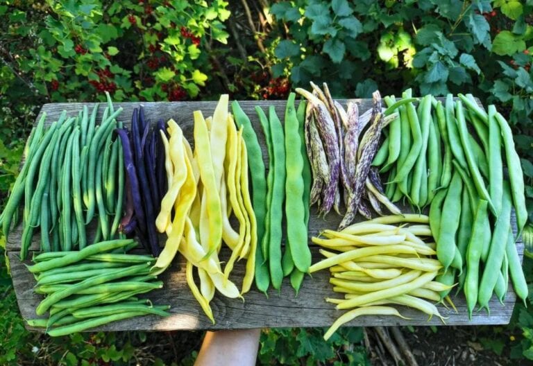 11 Must-Grow Pole Bean Varieties and Expert Growing Tips