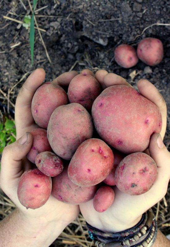 Growing Red Potatoes: 16 Hand-Picked Varieties to Plant in Your Garden