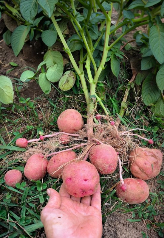 Growing Red Potatoes: 16 Hand-Picked Varieties to Plant in Your Garden