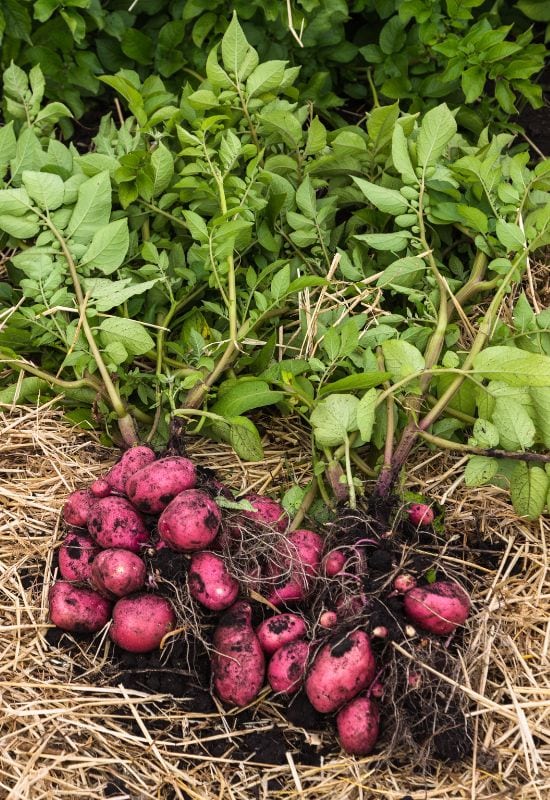 Growing Red Potatoes: 16 Hand-Picked Varieties to Plant in Your Garden