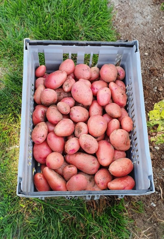 Growing Red Potatoes: 16 Hand-Picked Varieties to Plant in Your Garden