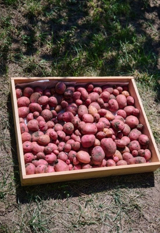 Growing Red Potatoes: 16 Hand-Picked Varieties to Plant in Your Garden
