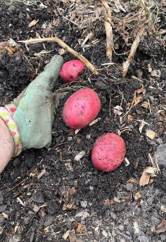 Growing Red Potatoes: 16 Hand-Picked Varieties to Plant in Your Garden