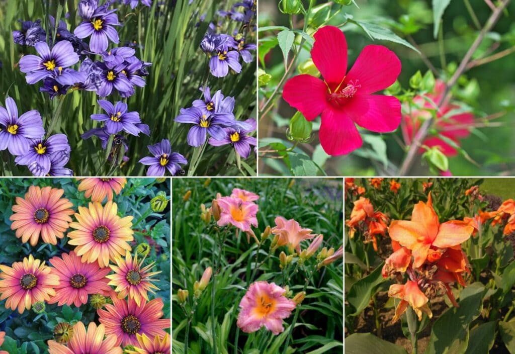 15 Sun-Loving Flowering Perennials That Thrive in Zone 9