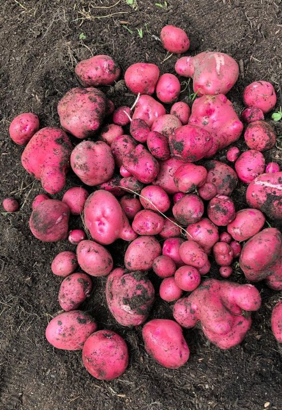 Growing Red Potatoes: 16 Hand-Picked Varieties to Plant in Your Garden