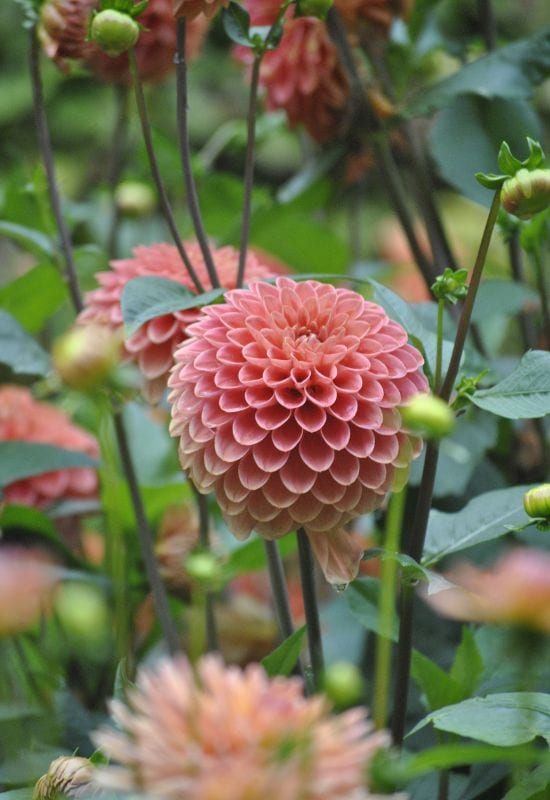 24 Pink Dahlia Varieties for a Heart-Stirring Summer & Fall Bloom