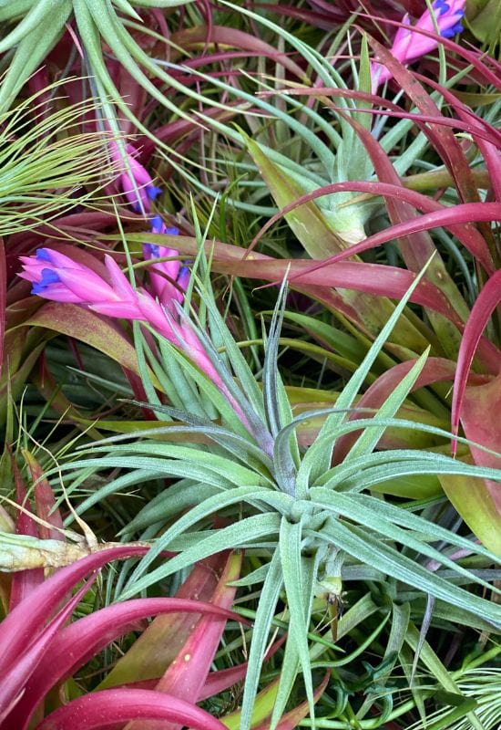 14 Epiphytic Plant Varieties That Grow Over The Branches Of Trees
