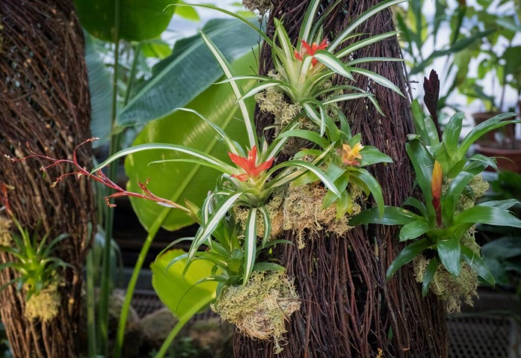 14 Epiphytic Plant Varieties That Grow Over The Branches Of Trees