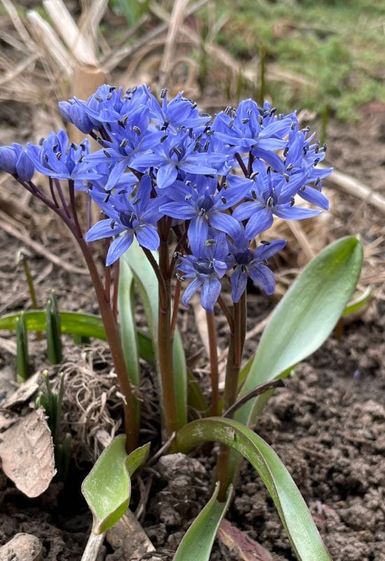 25 Bulbs to Plant This Fall for Showstopping Spring Blooms