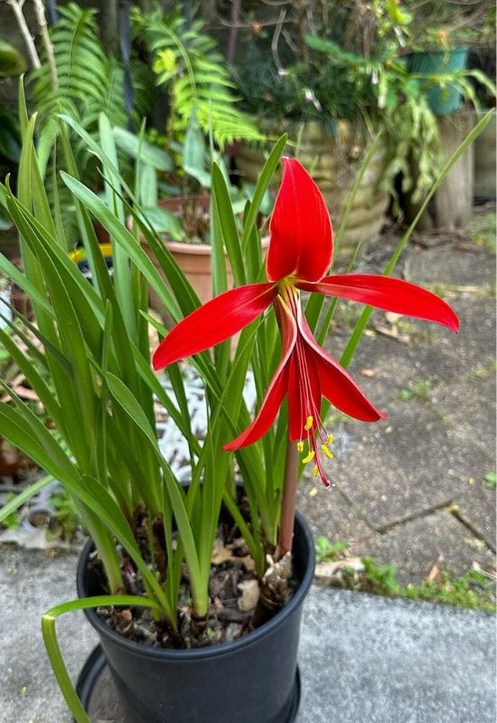 25 Bulbs to Plant This Fall for Showstopping Spring Blooms