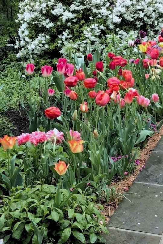 10 Proven Tips to Plant Bulbs in Fall for Stunning Blooms Next Spring