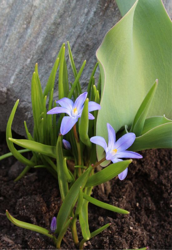 25 Bulbs to Plant This Fall for Showstopping Spring Blooms