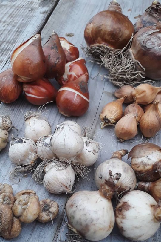 10 Proven Tips to Plant Bulbs in Fall for Stunning Blooms Next Spring
