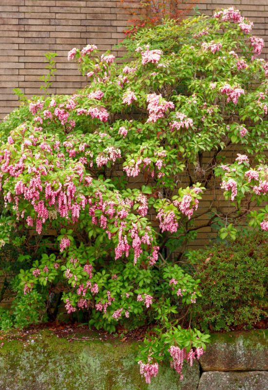 15 Plants You Shouldn’t Prune in Fall, and When to Cut Them Back Instead