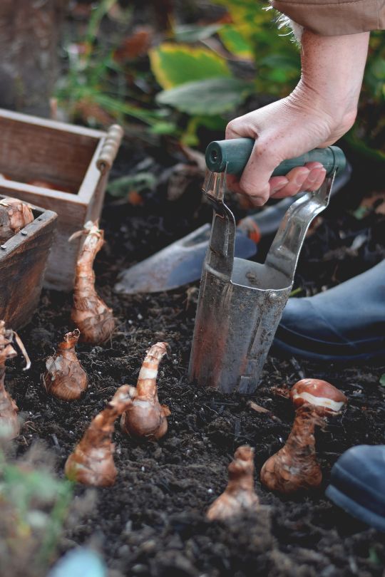10 Proven Tips to Plant Bulbs in Fall for Stunning Blooms Next Spring