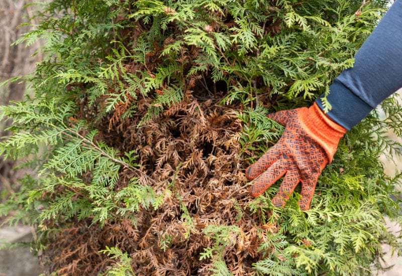 What to Prune In Late Fall : Types of Pruning to Be Done from September ...