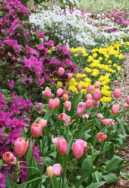 25 Bulbs to Plant This Fall for Showstopping Spring Blooms