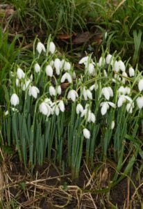 18 Winter-Blooming Plants That Keep Gardens Alive With Color, Even in ...