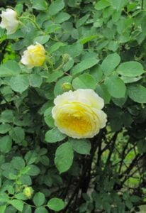20 Breathtaking Yellow Rose Varieties to Illuminate Your Garden With ...