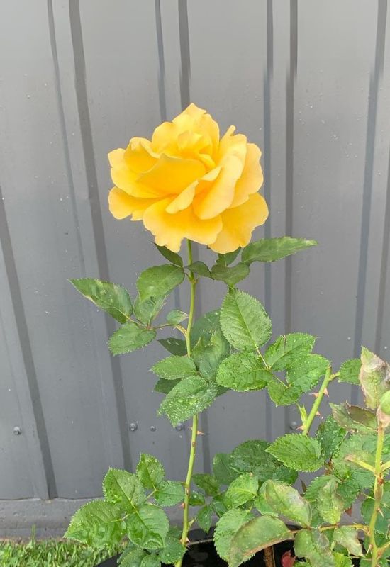 20 Breathtaking Yellow Rose Varieties to Illuminate Your Garden With ...