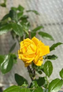 20 Breathtaking Yellow Rose Varieties to Illuminate Your Garden With ...