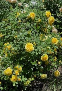 20 Breathtaking Yellow Rose Varieties to Illuminate Your Garden With ...