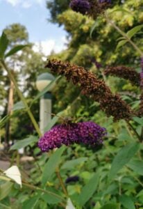 10 Spring Lilac Care Tips to Make Your Bushes Bloom Like Never Before!