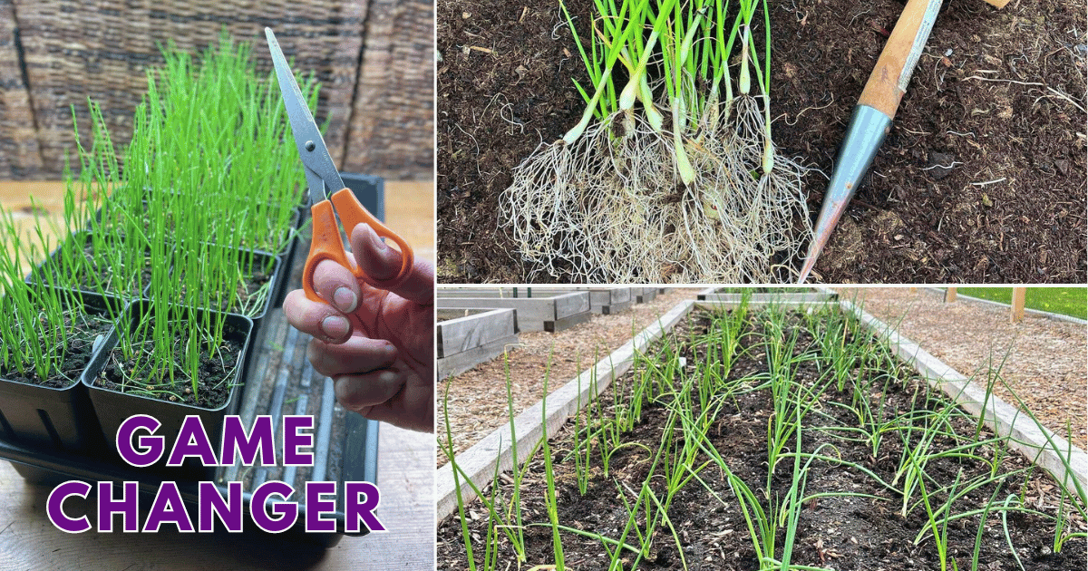 Increase Your Onion Yield with This Little-Known Transplanting Technique