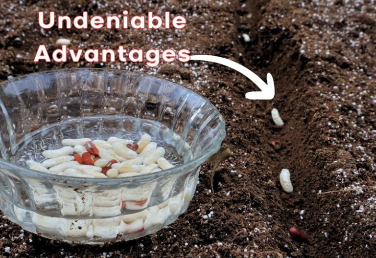 When And How To Water Your Seedlings and Seeds The Right Way