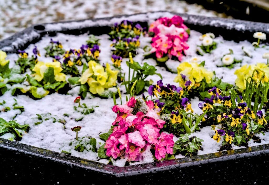 18 Winter-Blooming Plants That Keep Gardens Alive With Color, Even in ...
