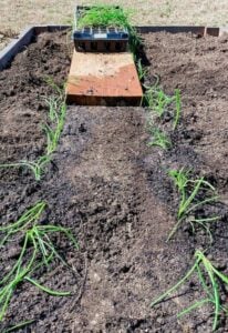 Increase Your Onion Yield with This Little-Known Transplanting Technique