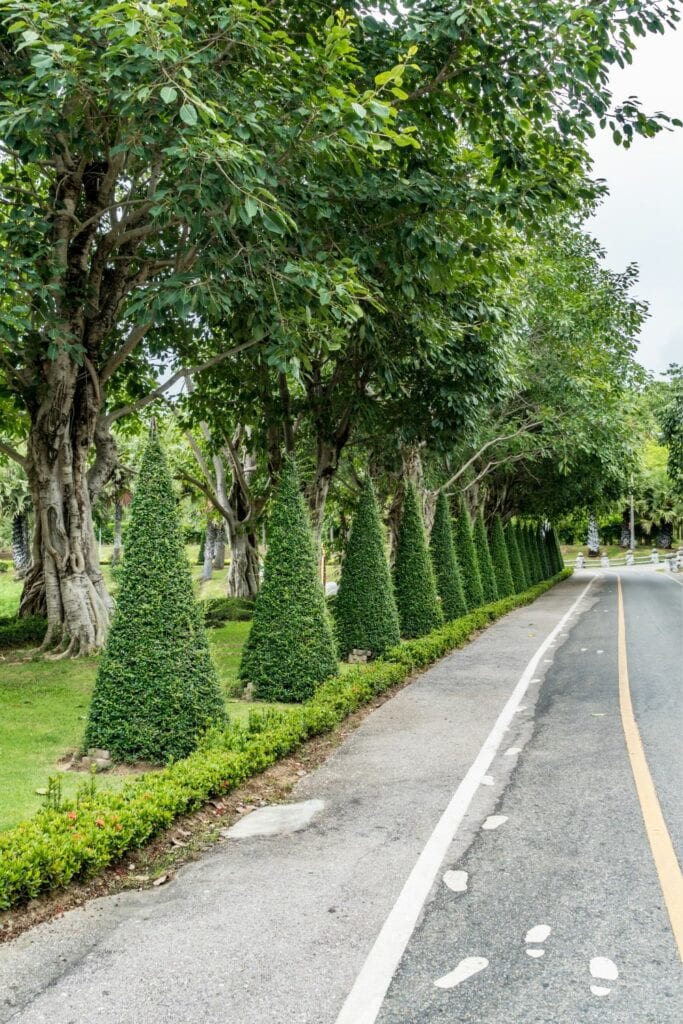 18 Must-Plant Trees to Line Your Driveway for Year-Round Beauty